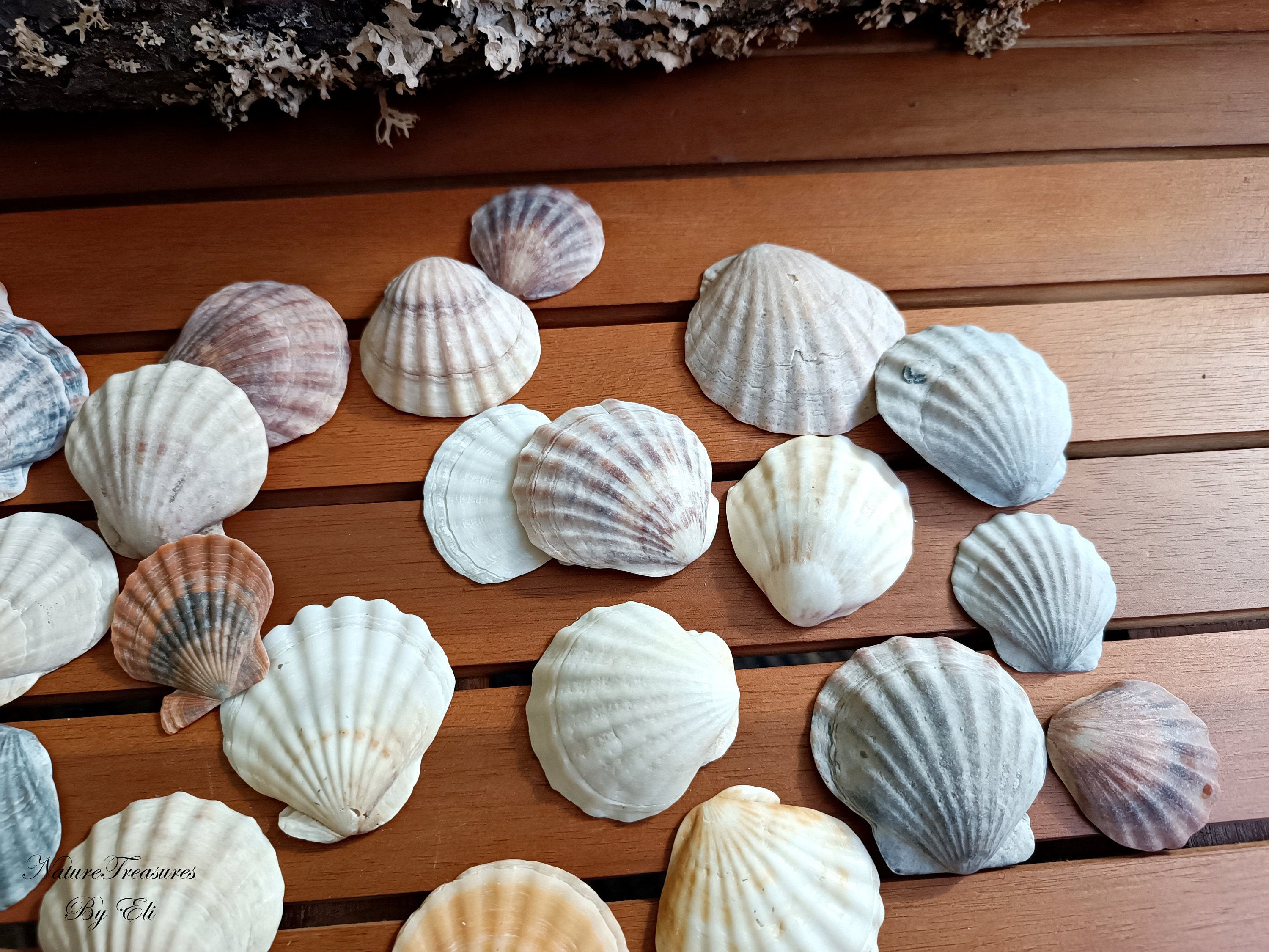 Natural Pearl Shells, Seashells Beach Decor, Aquarium Sea Decor ...