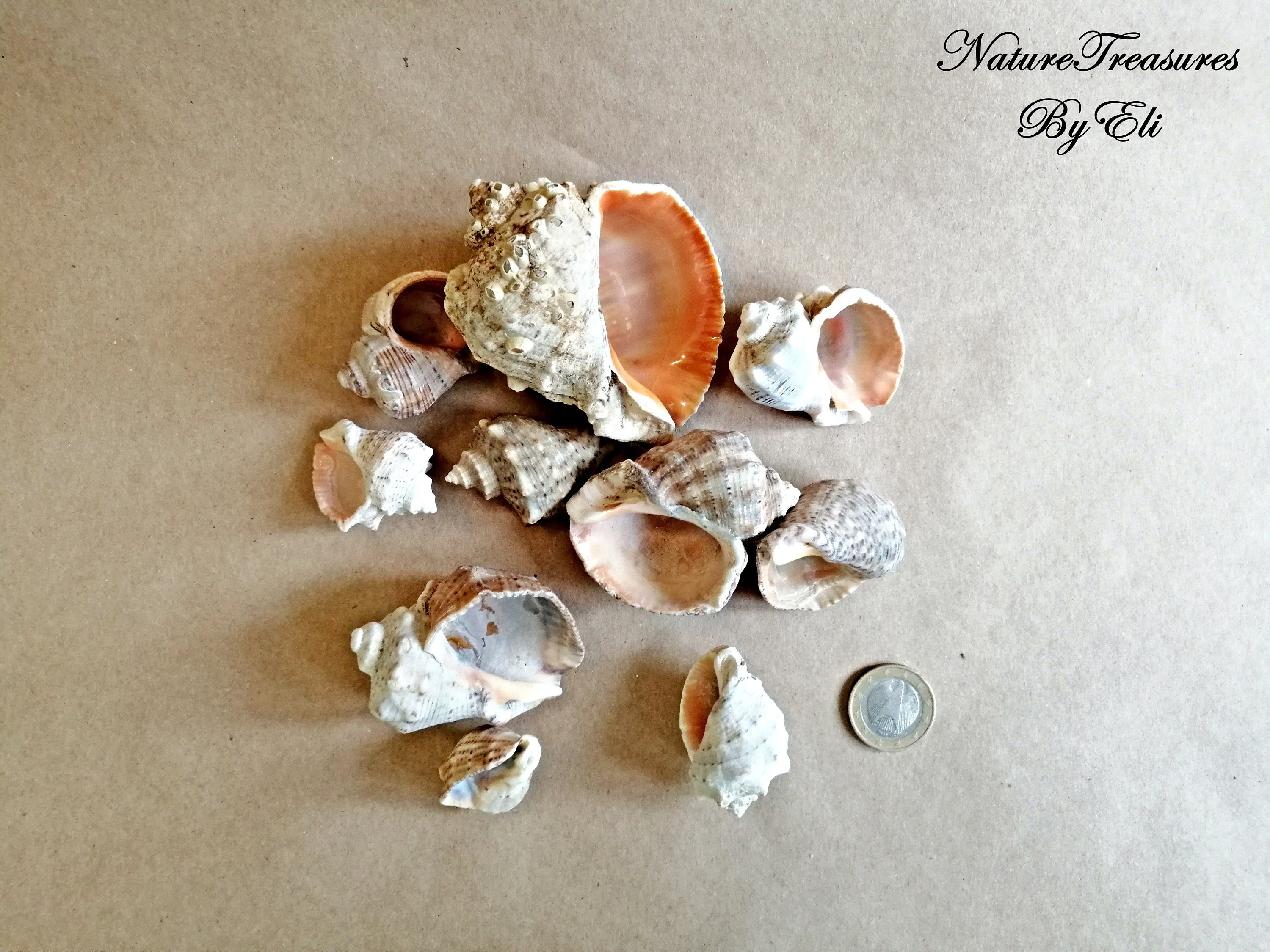 Sea Snails Natural Shells Seashells Beach Decor Aquarium Sea - Etsy
