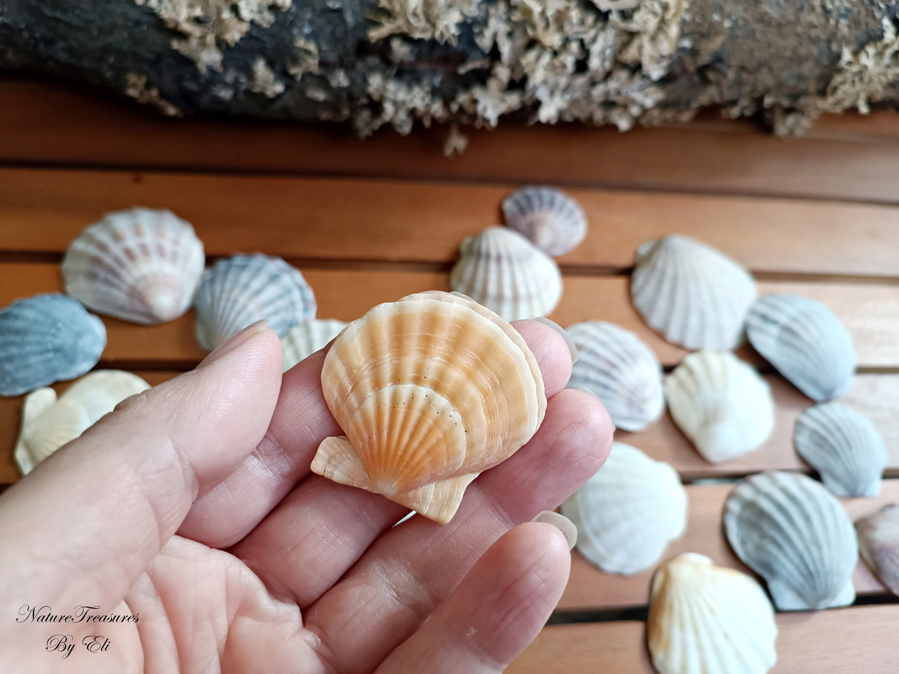 Natural Pearl Shells, Seashells Beach Decor, Aquarium Sea Decor ...