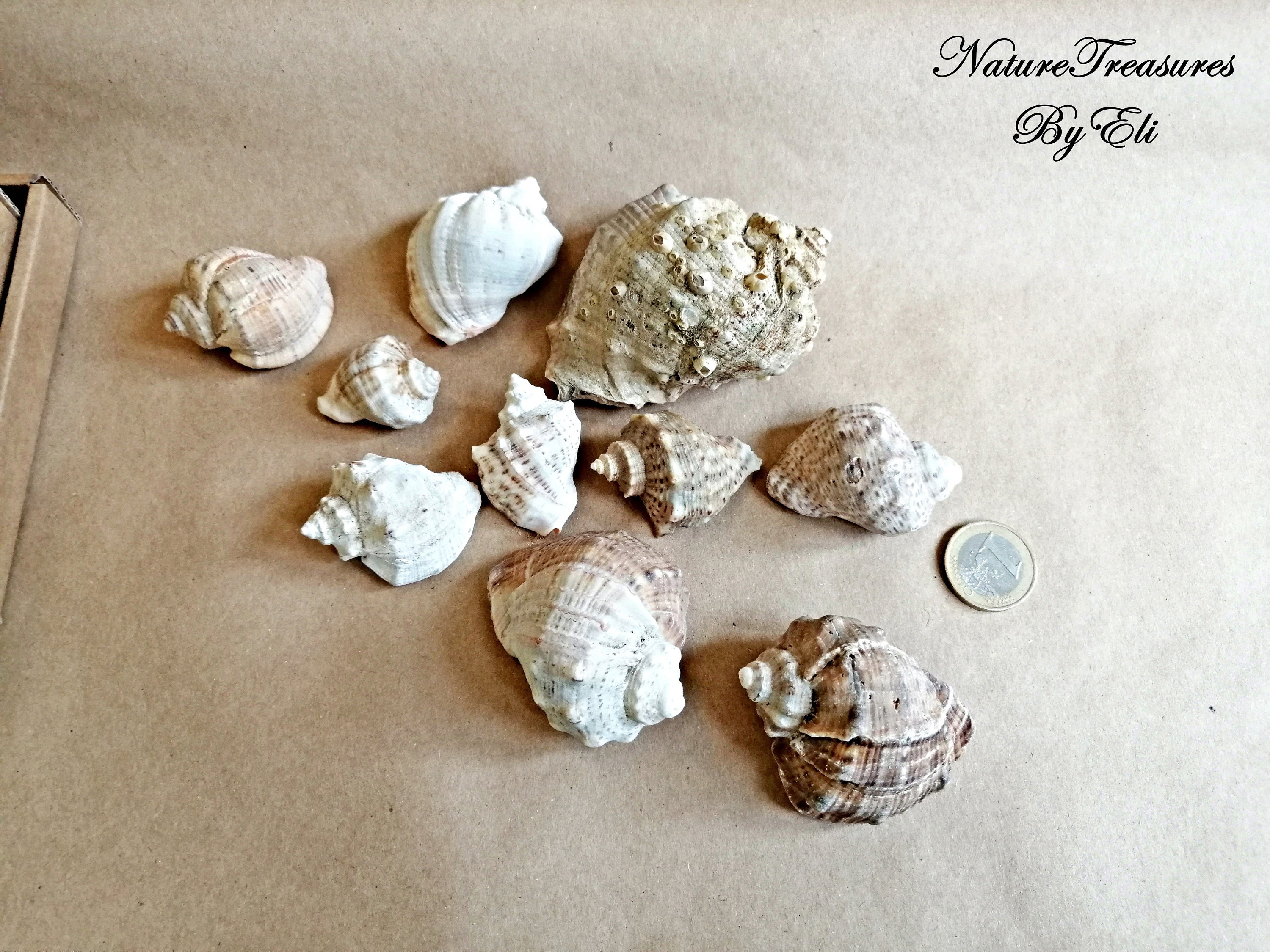 Sea Snails Natural Shells Seashells Beach Decor Aquarium Sea - Etsy
