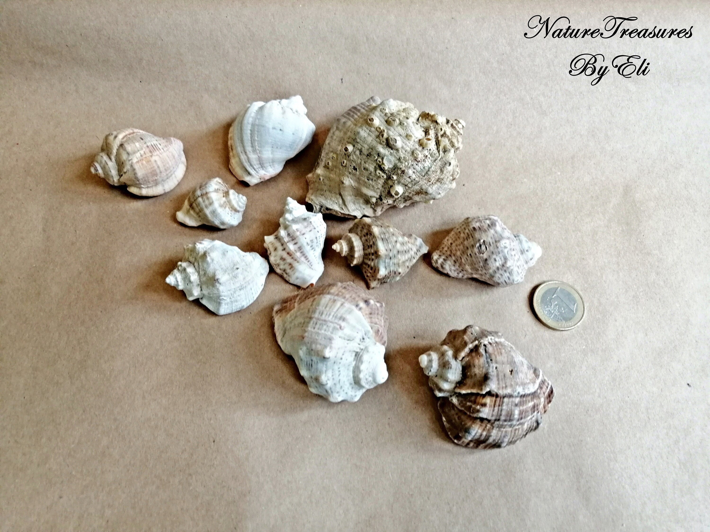 Sea Snails Natural Shells Seashells Beach Decor Aquarium Sea - Etsy