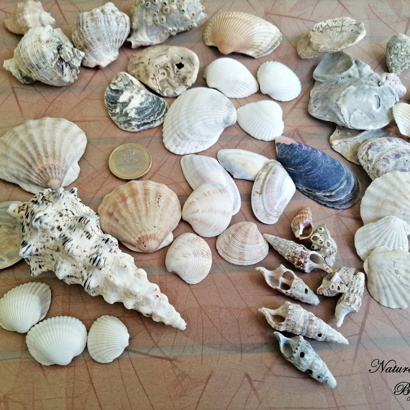Natural Sea Shells - Etsy