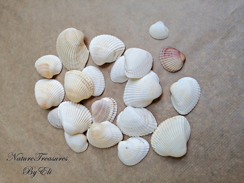 White Cockles Natural Shells, Seashells Beach Decor, Aquarium Sea Decor ...