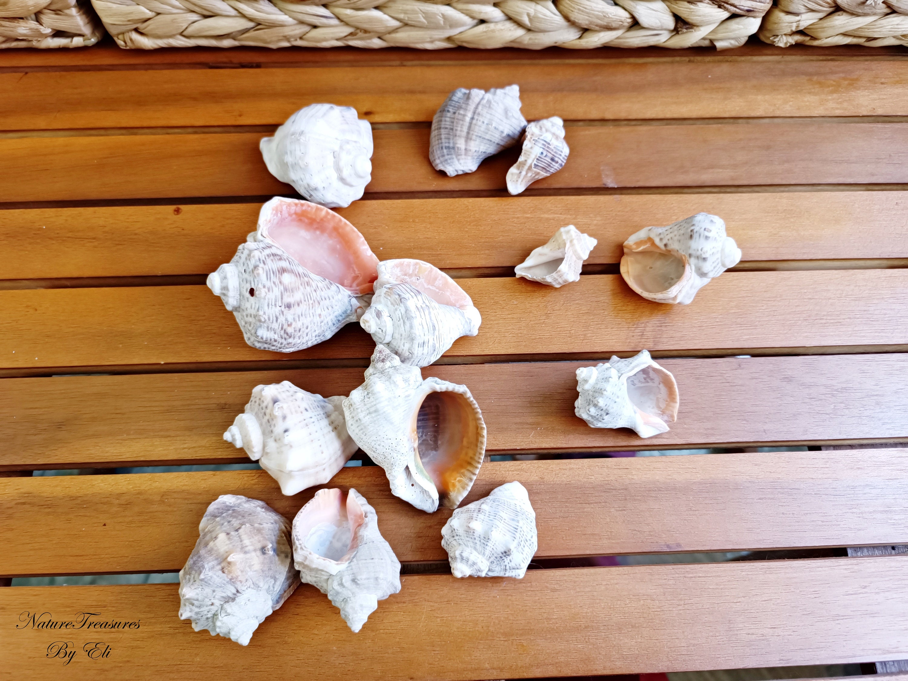 Sea Snails Natural Shells Seashells Beach Decor Aquarium Sea - Etsy