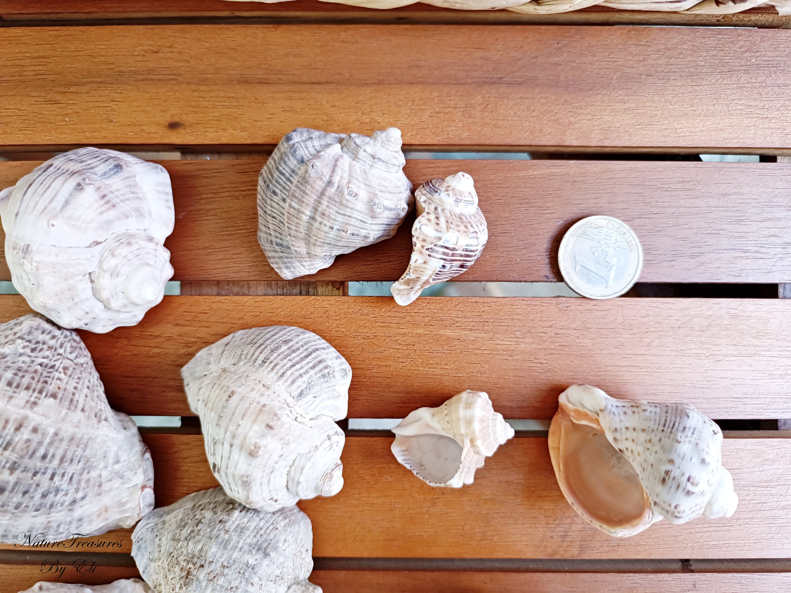 Sea Snails Natural Shells Seashells Beach Decor Aquarium Sea - Etsy