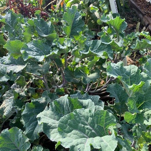 Perennial Purple Tree Collards: ONE Rooted Cutting , Organic, Ready to ...