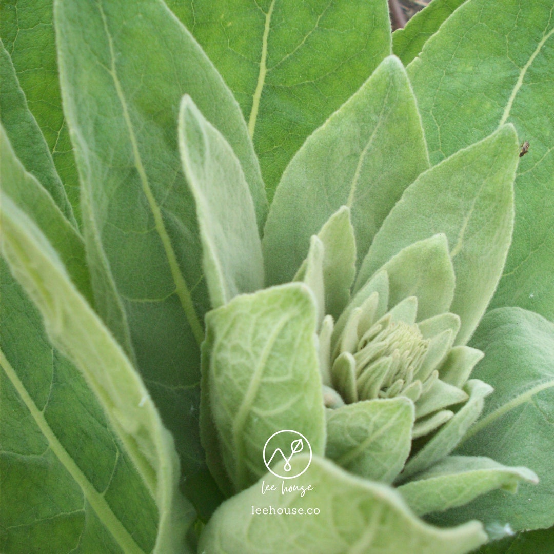 Giant Mullein Plant Verbascum Thapsus: LIVE ORGANIC - Etsy
