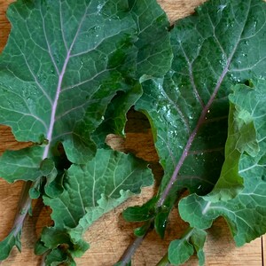 Perennial Purple Tree Collards: ONE Rooted Cutting , Organic, Ready to ...