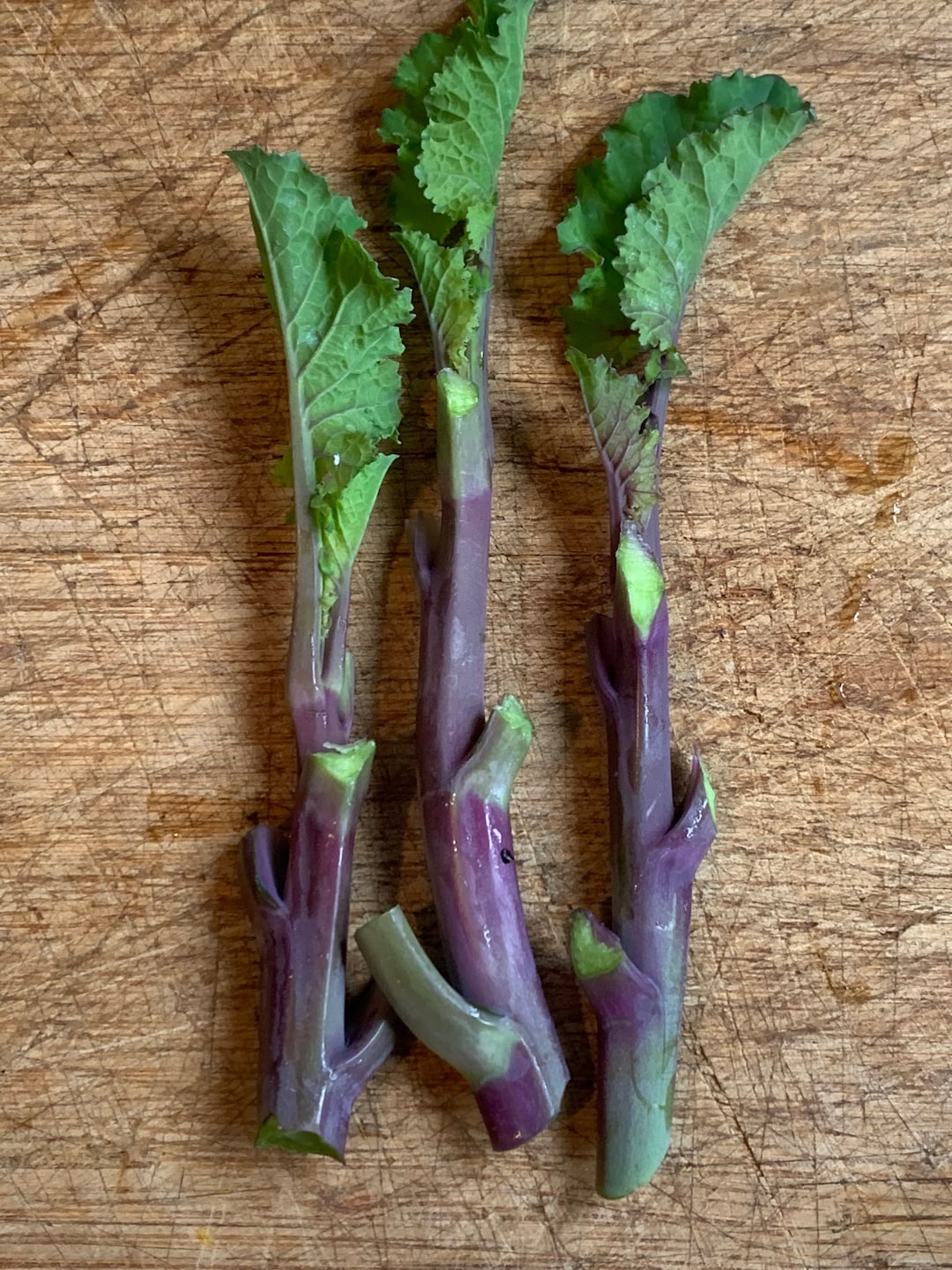 Perennial Purple Tree Collards: ONE Rooted Cutting , Organic, Ready to ...