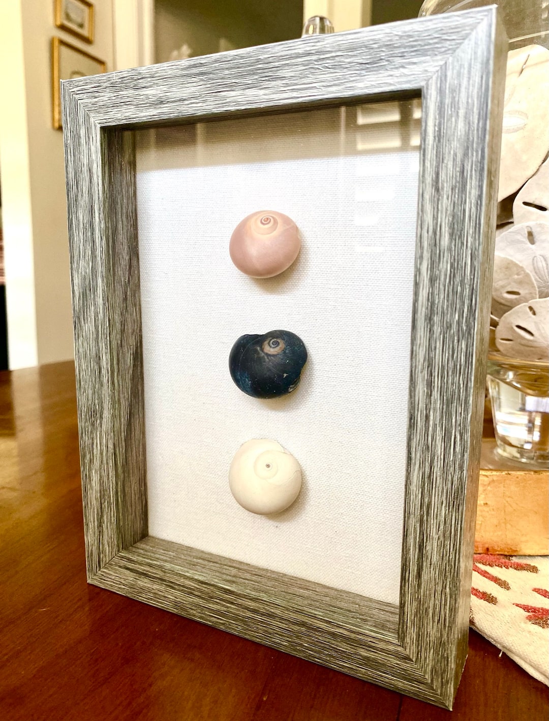 Tri-color Shark Eye (moon Snail) Mounted on White Linen - Etsy