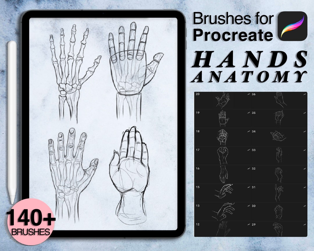 140+ Hands Anatomy Procreate Brush Set | Hand Stamps | Save Your Time ...