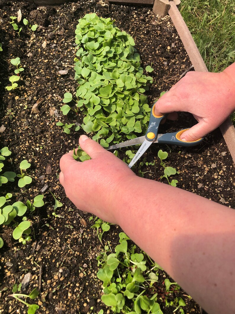 Mild Microgreens Mix, Organic, Seeds - Etsy
