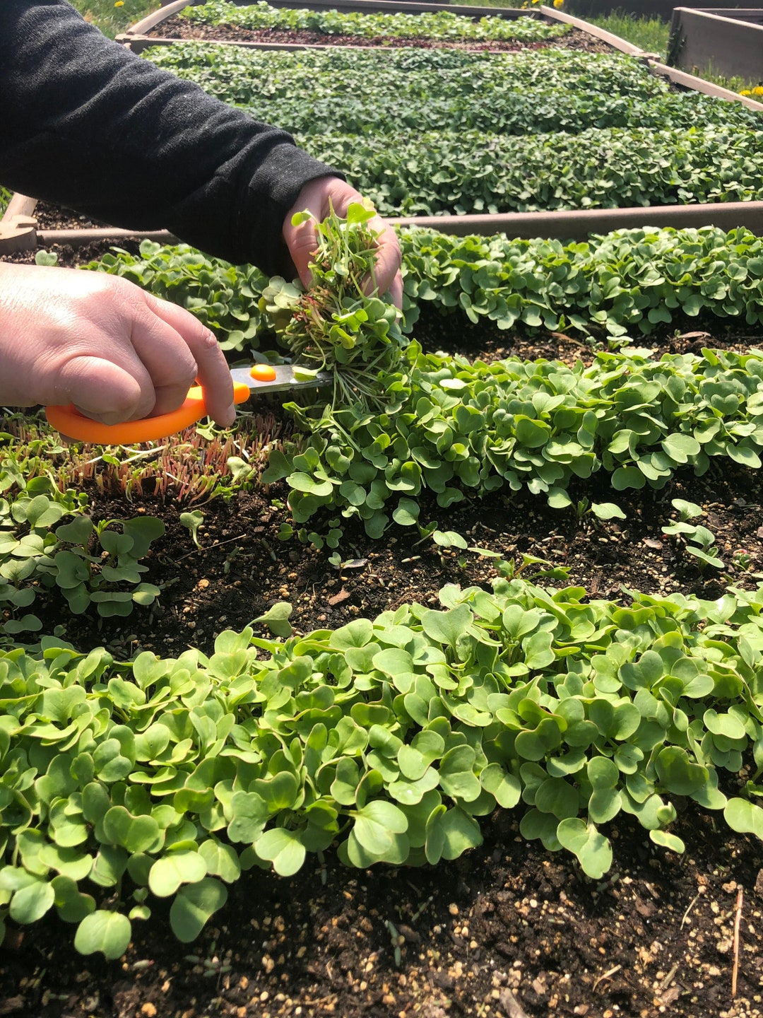 Mild Microgreens Mix, Organic, Seeds - Etsy