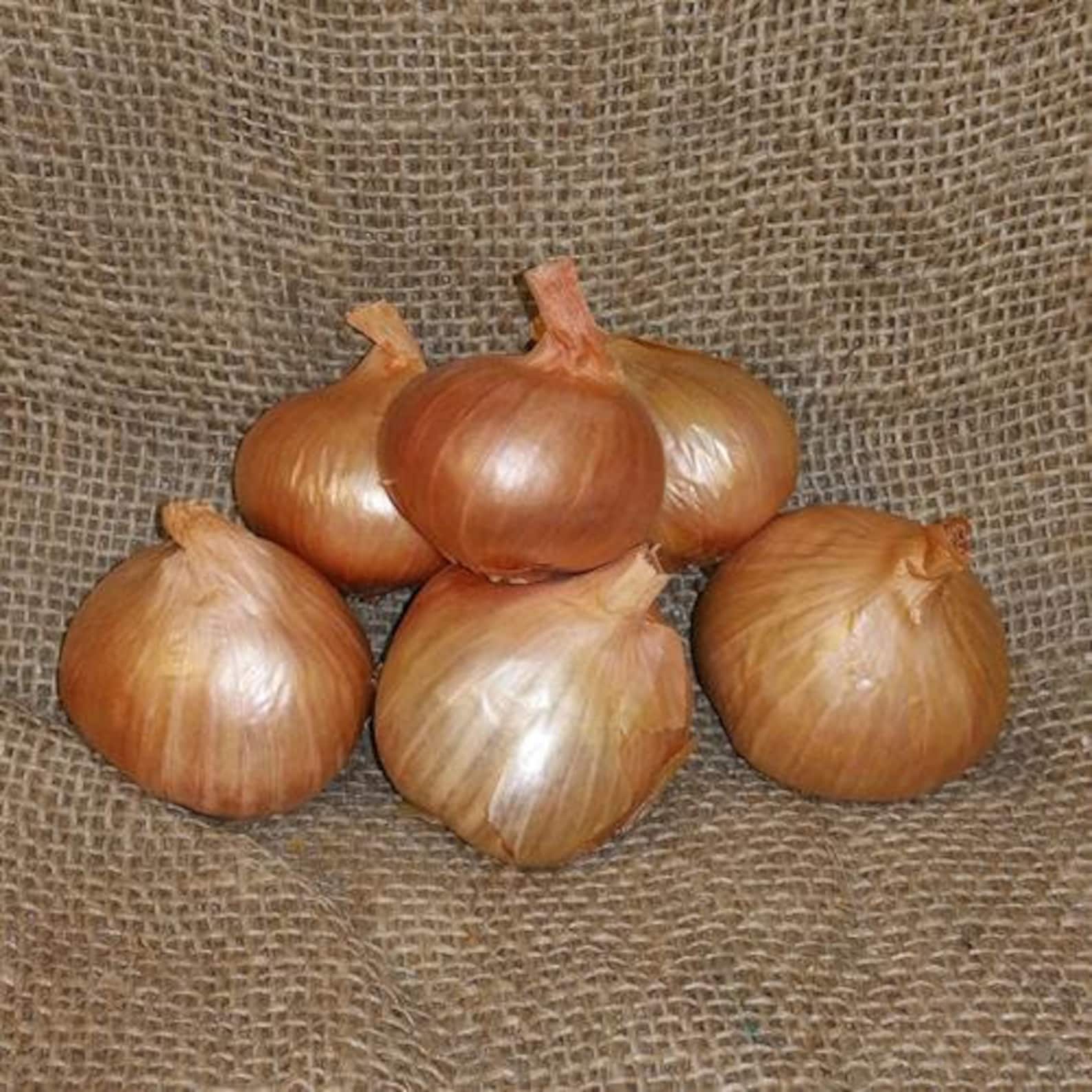 Dutch Red Shallot Sets - Etsy