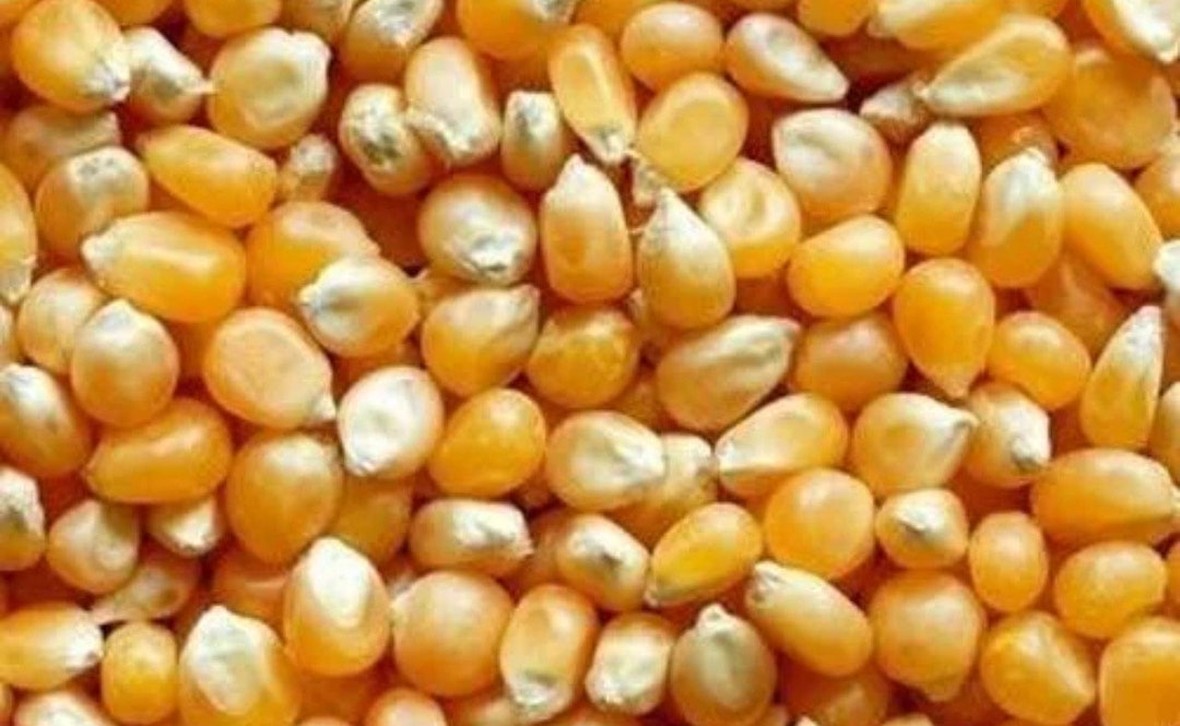 Robust Popcorn F1, Non Gmo, Yellow - Etsy