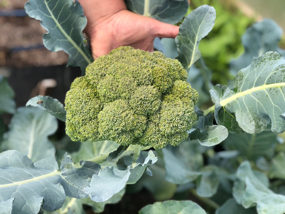 Imperial Broccoli Seeds - Etsy