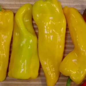 Escamillo Yellow F1 Sweet Italian Frying Pepper Seeds, Organic - Etsy