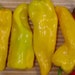 Escamillo Yellow F1 Sweet Italian Frying Pepper Seeds, Organic - Etsy