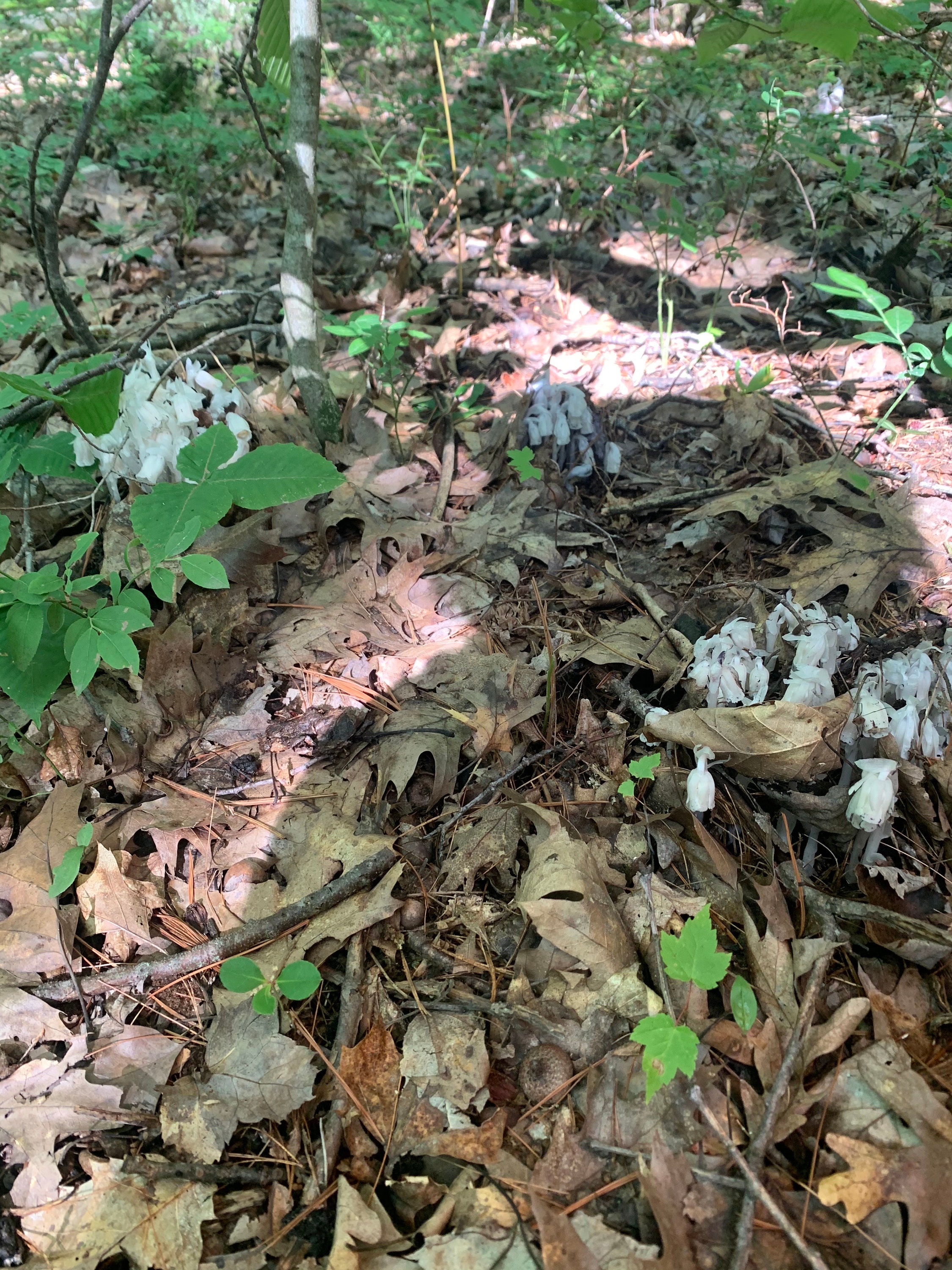 Indian Pipe, Ghost Pipe Tincture, Monotropa Uniflora 1oz - Etsy