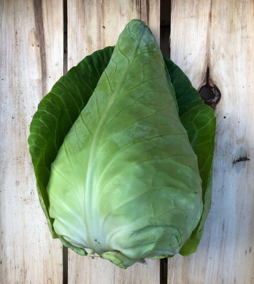 Caraflex Cabbage Seeds - Etsy