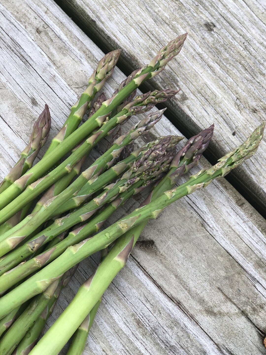 Mary Washington Asparagus Seeds - Etsy