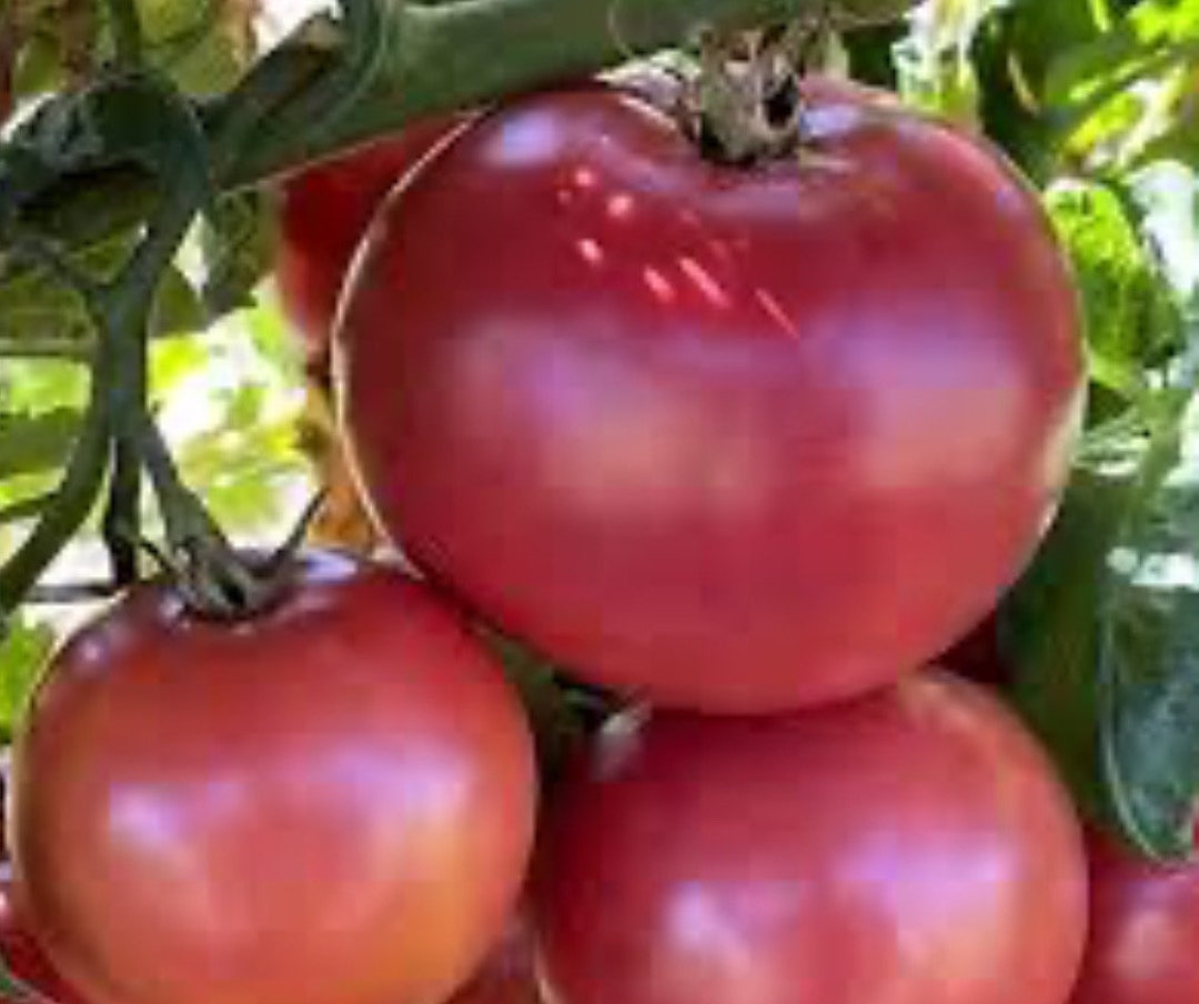 Eva Purple Ball Tomato Seeds, Organic - Etsy