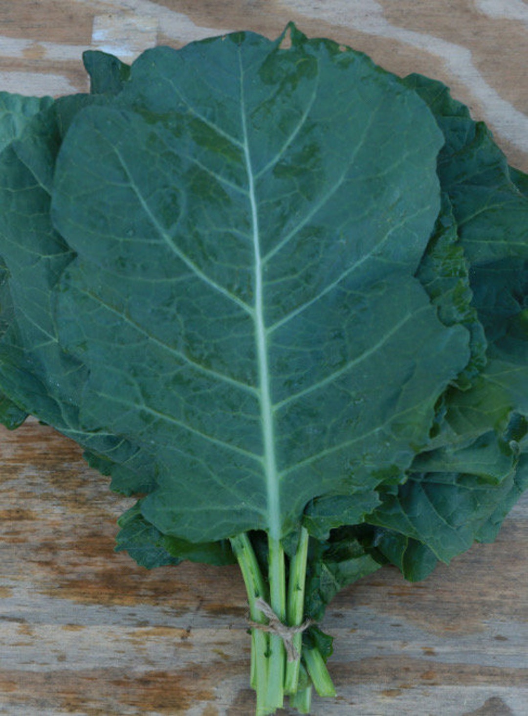 Flash Collard Seeds - Etsy