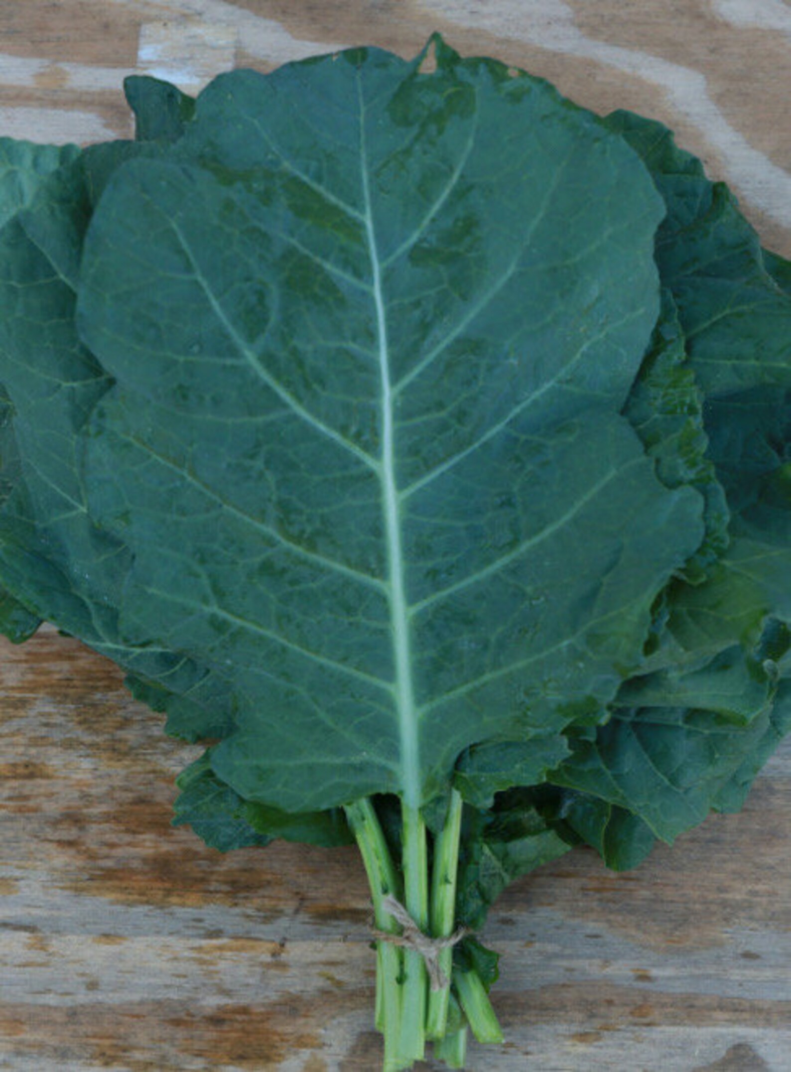 Flash Collard Seeds - Etsy
