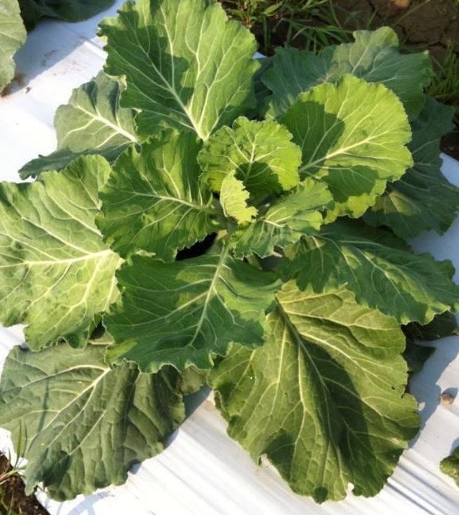 Flash Collard Seeds - Etsy