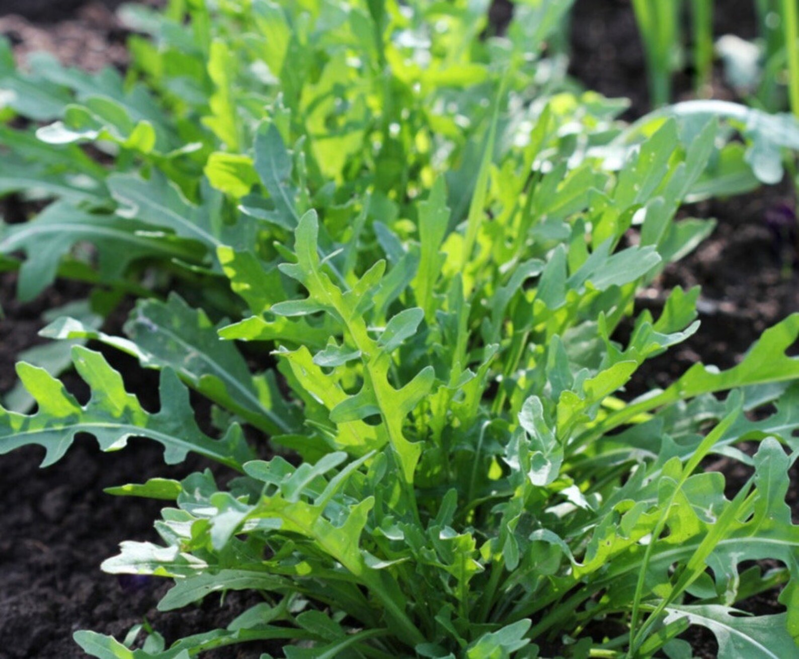 Arugula Seed - Etsy