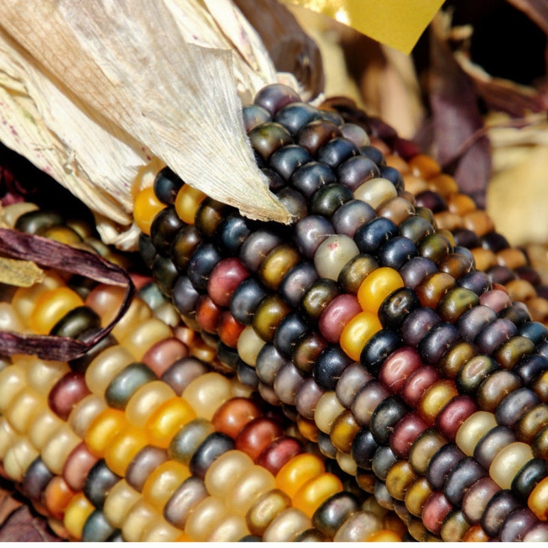 Glass Gem Corn - Etsy