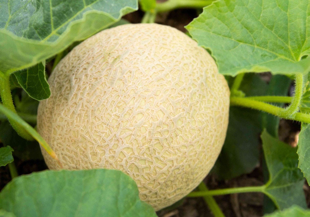 Sarahs Choice F1, Cantaloupe Seed - Etsy