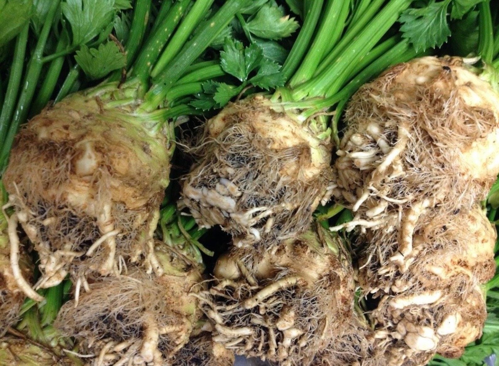 Brilliant Celeriac Seeds, Pelleted, Organic Seeds - Etsy