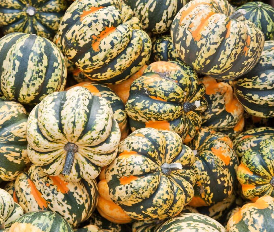 Carnival Acorn Winter Squash Seeds - Etsy