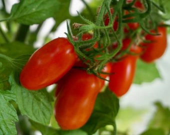 Amish Paste Tomato Seeds - Etsy