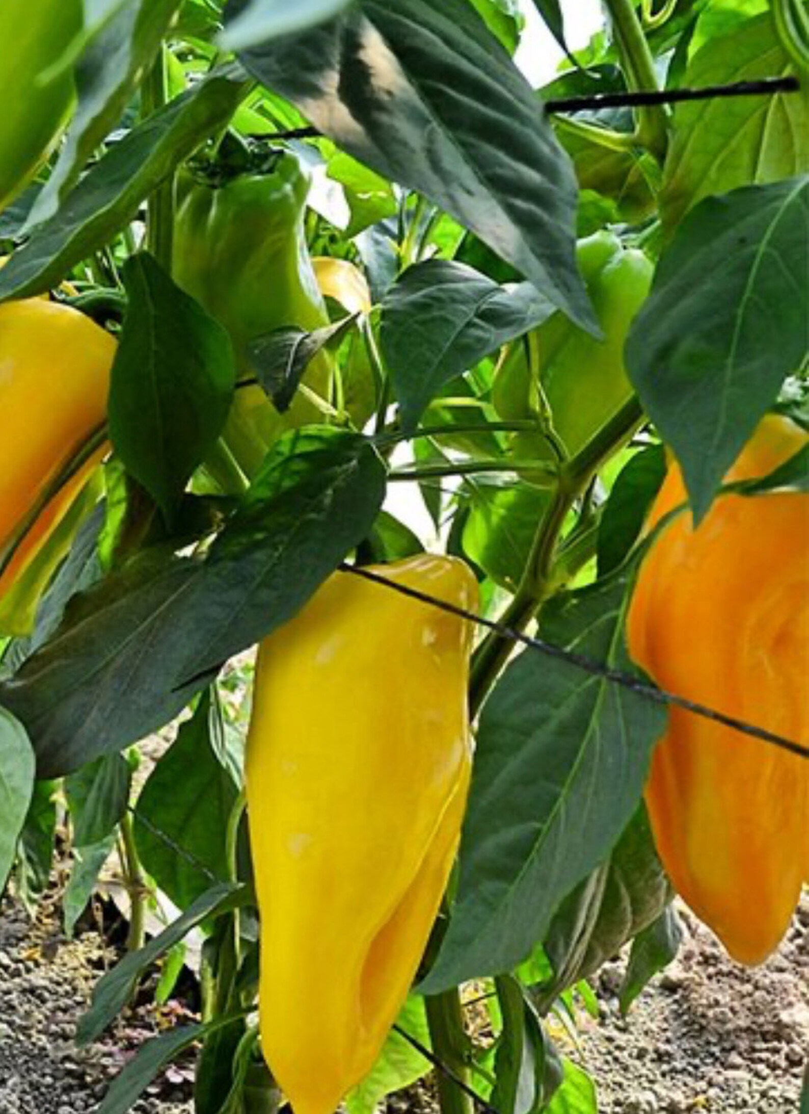 Escamillo Yellow F1 Sweet Italian Frying Pepper Seeds, Organic - Etsy