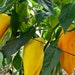 Escamillo Yellow F1 Sweet Italian Frying Pepper Seeds, Organic - Etsy