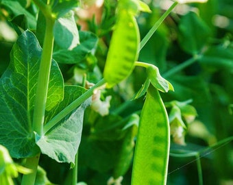 Oregon Giant Snow Pea Peas Stir Fry Seed Packet - Etsy