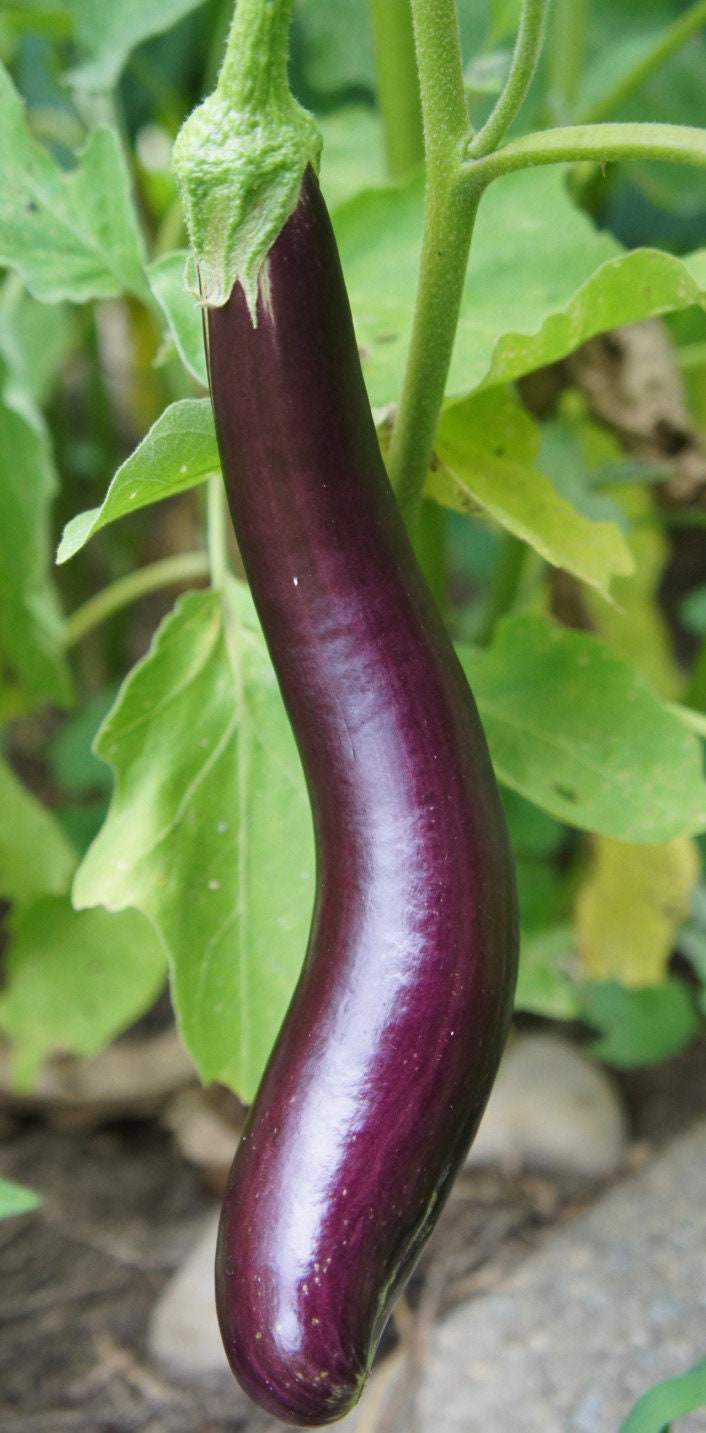 Ping Tung Eggplant Seeds, Organic Seed - Etsy