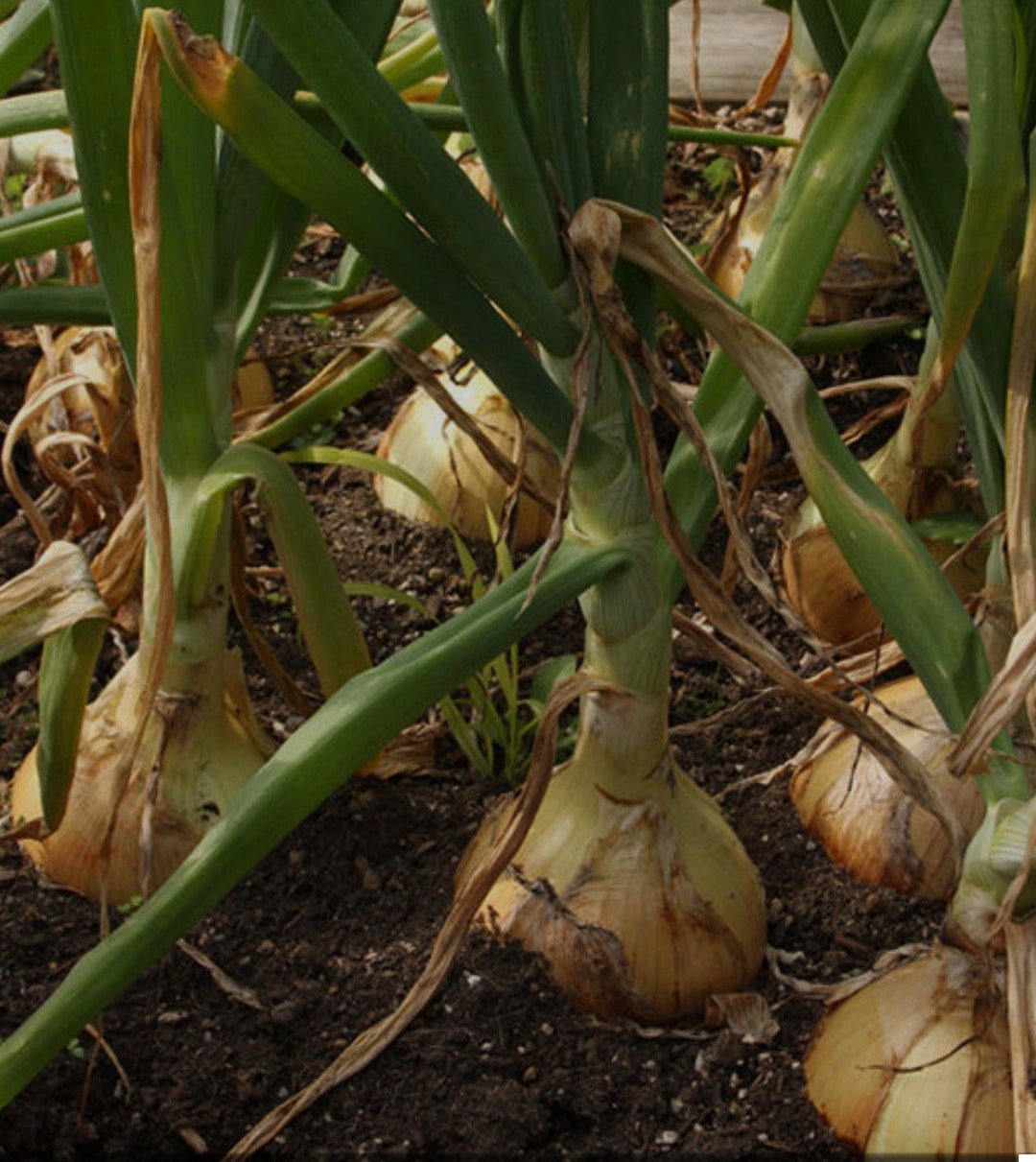 Patterson Onion Seeds, Pelleted, Organic Seed - Etsy