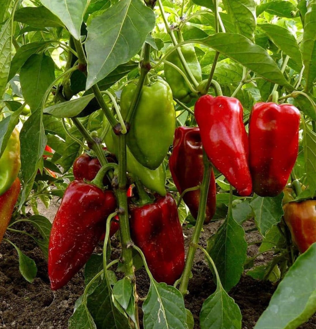 Carmen F1 Sweet Italian Frying Pepper Seeds, Organic - Etsy