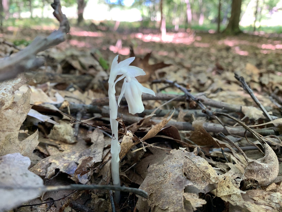 Indian Pipe, Ghost Pipe Tincture, Monotropa Uniflora 1oz - Etsy