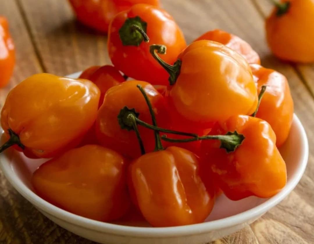 Helios F1 Habanero Hot Pepper Seed - Etsy