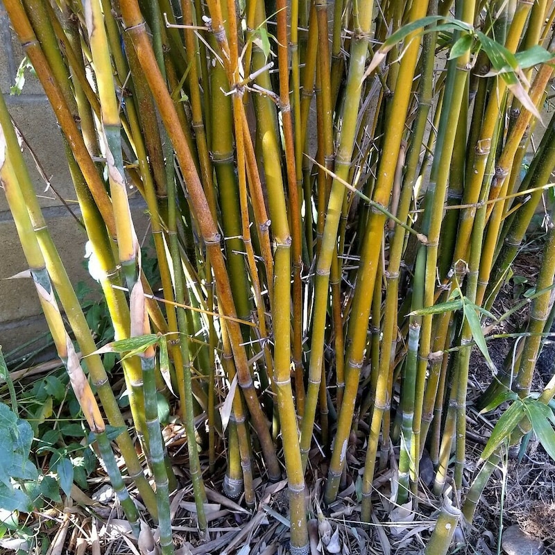 Clumping Bamboo Plants - Etsy