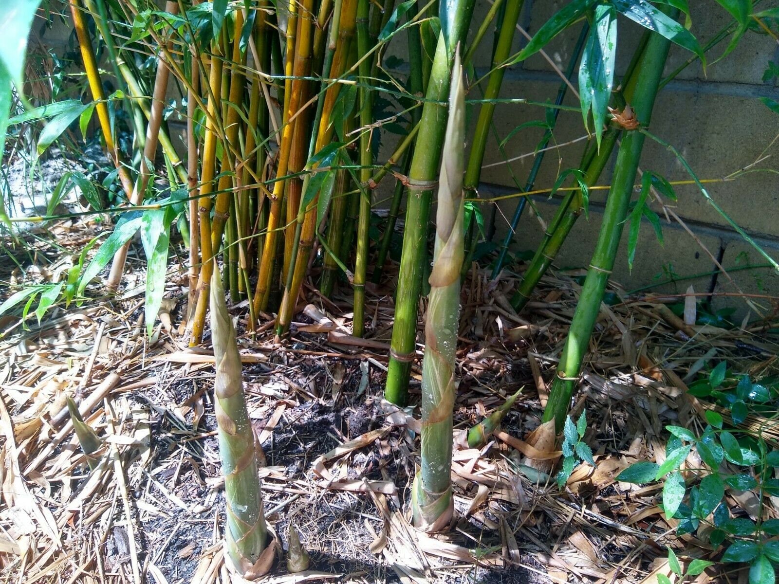Clumping Bamboo 1 Gallon W/ Roots*non Invasive*privacy Screen*zen ...