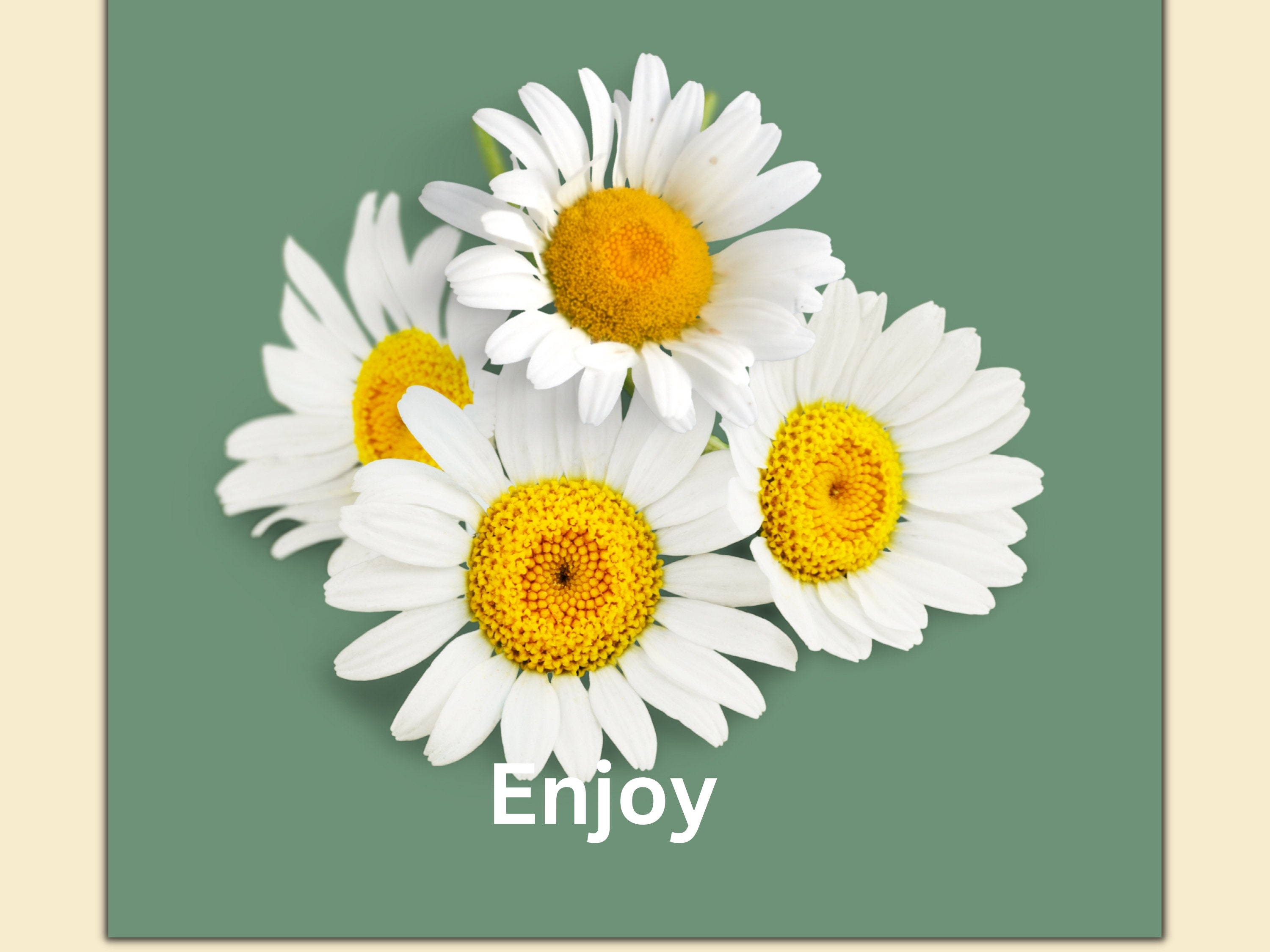 April Birth Month Flower Wall Art, Daisy Wall Art, Gift for Person Born ...