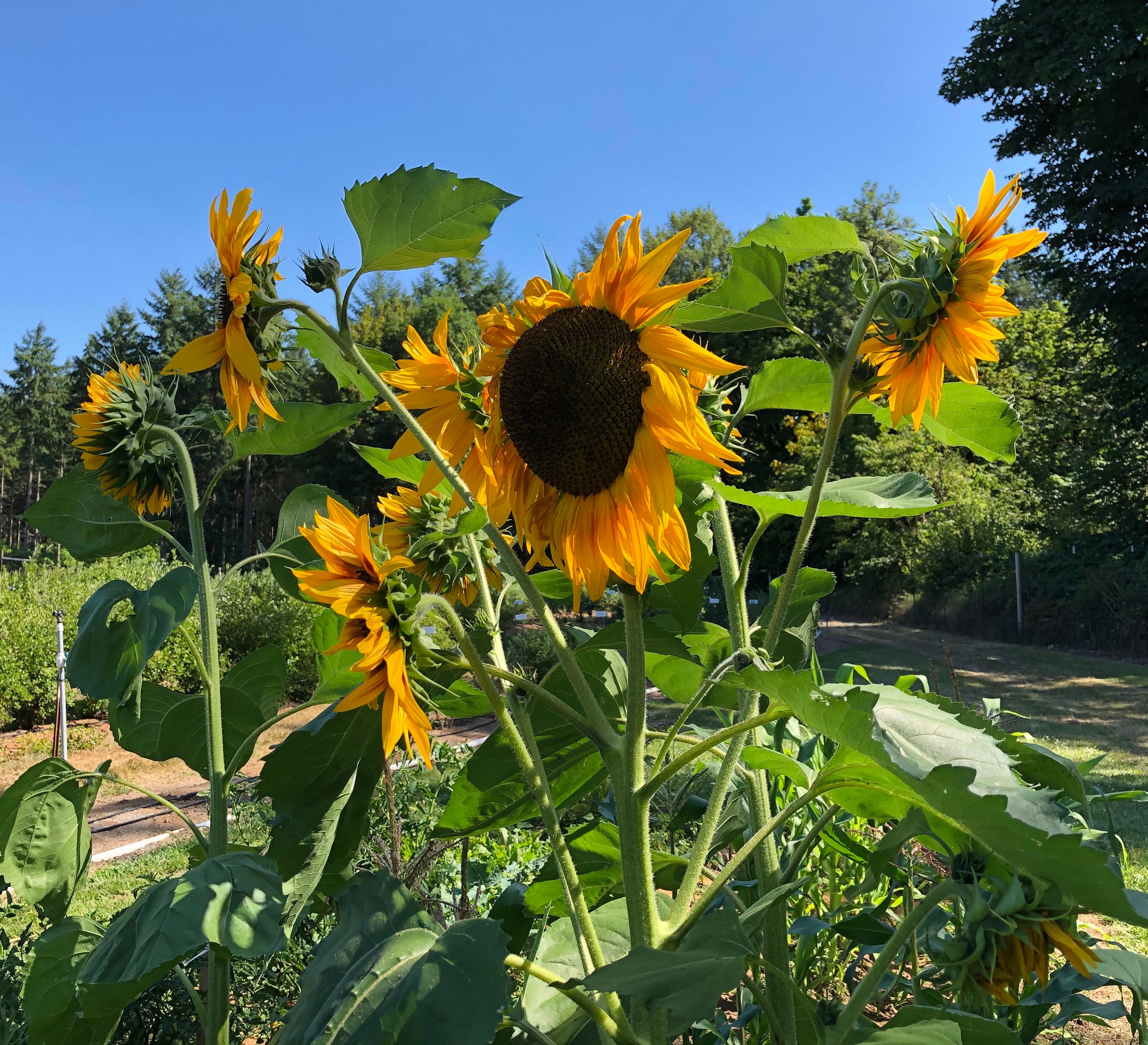 Hopi Dye Sunflower Flower Seeds Dye Plant Heirloom Variety - Etsy