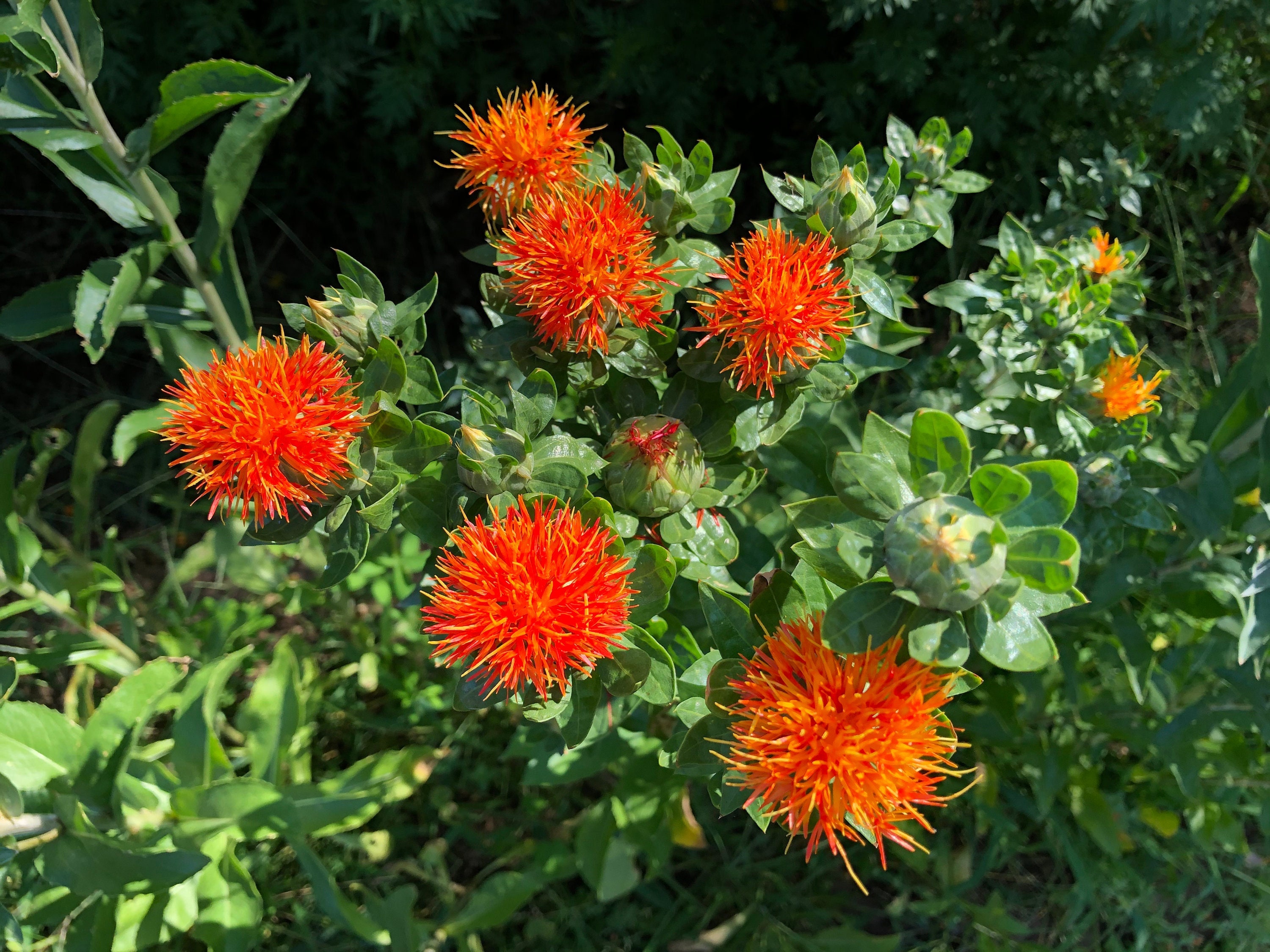 Safflower Flower Seeds, Dye Plant - Etsy
