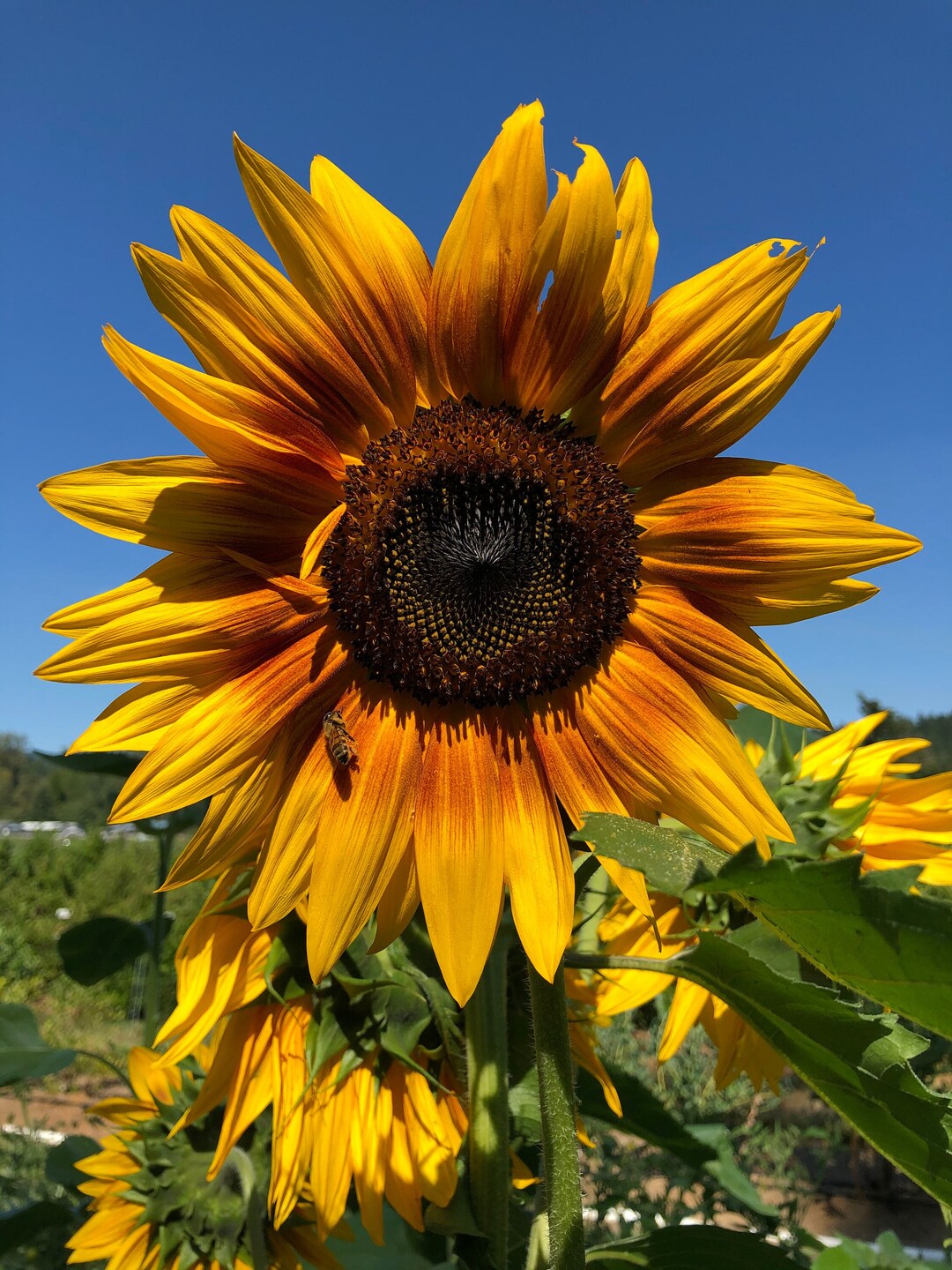 Hopi Dye Sunflower Flower Seeds Dye Plant Heirloom Variety - Etsy