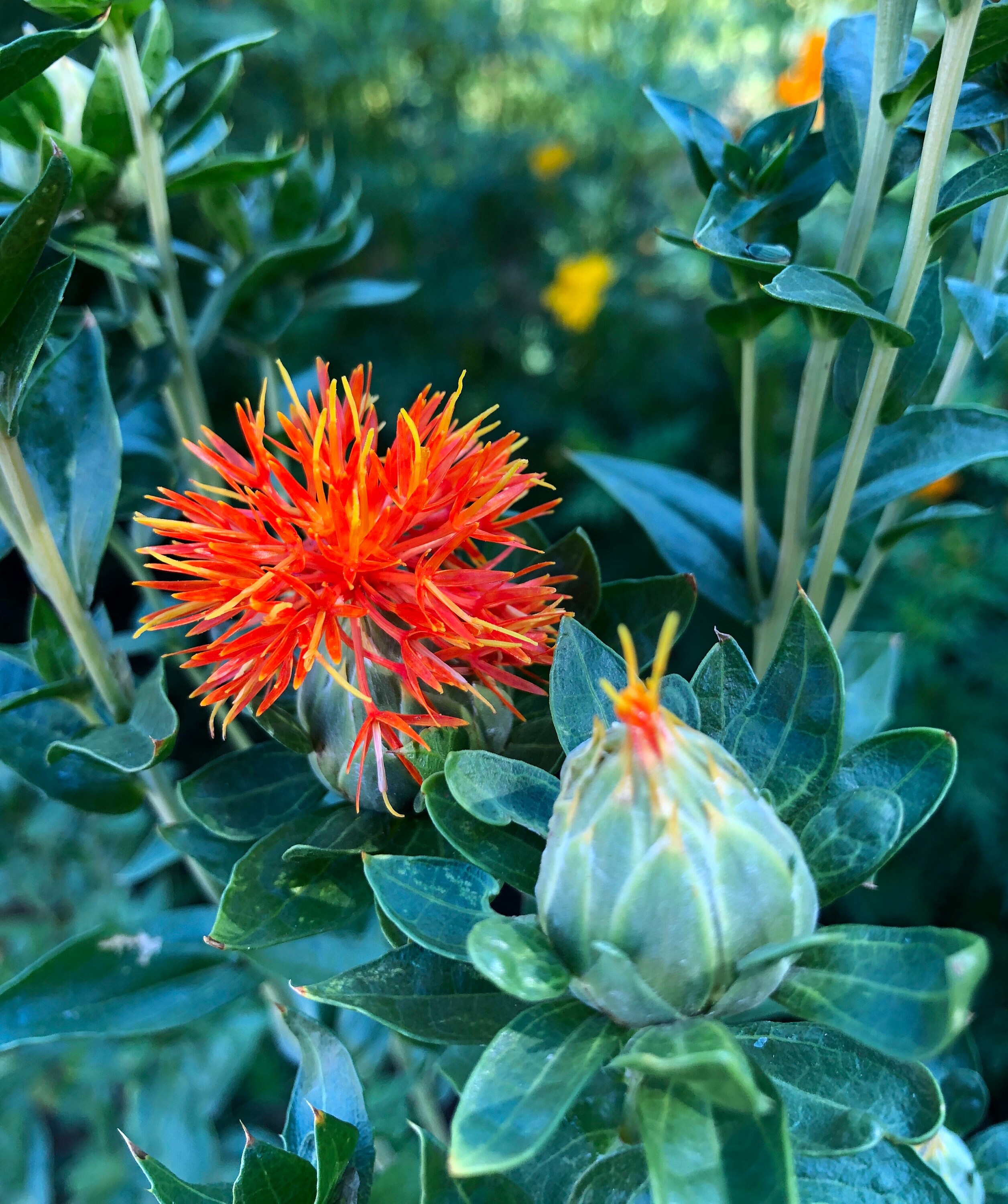 Safflower Flower Seeds, Dye Plant - Etsy
